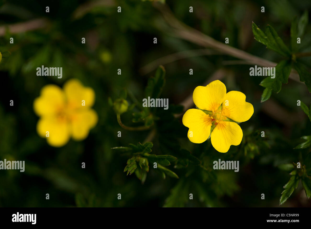 Tormentil, Potentilla erecta, in flower Stock Photo - Alamy