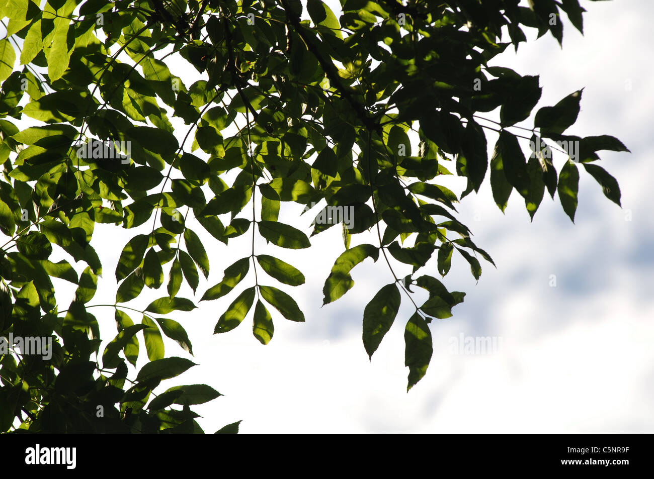 Ash tree, Fraxinus excelsior, looking up at leaves in summer Stock ...