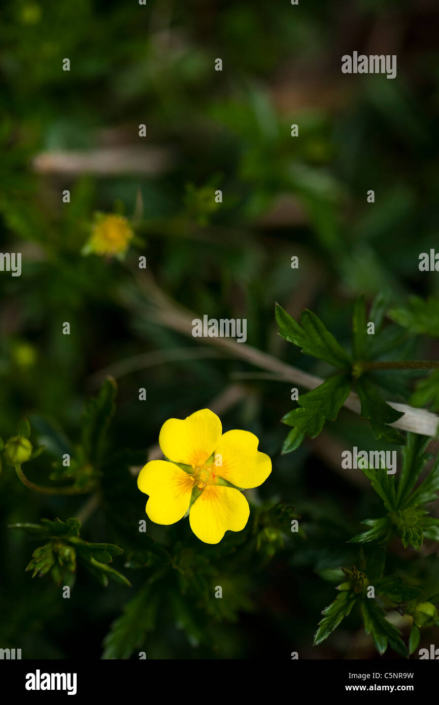 Tormentil, Potentilla erecta, in flower Stock Photo - Alamy