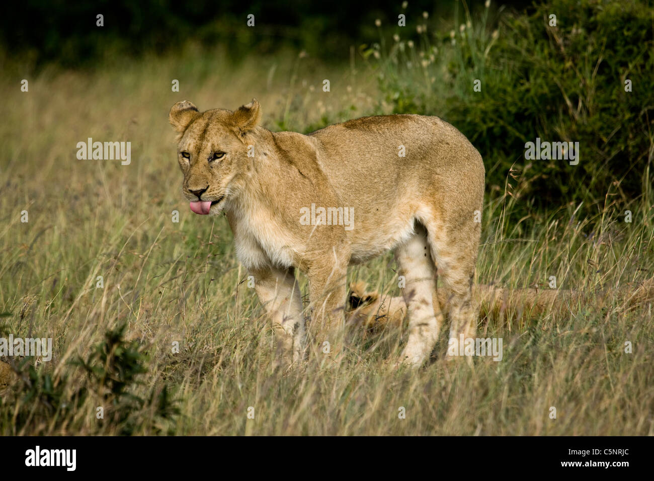 East african lioness hi-res stock photography and images - Alamy