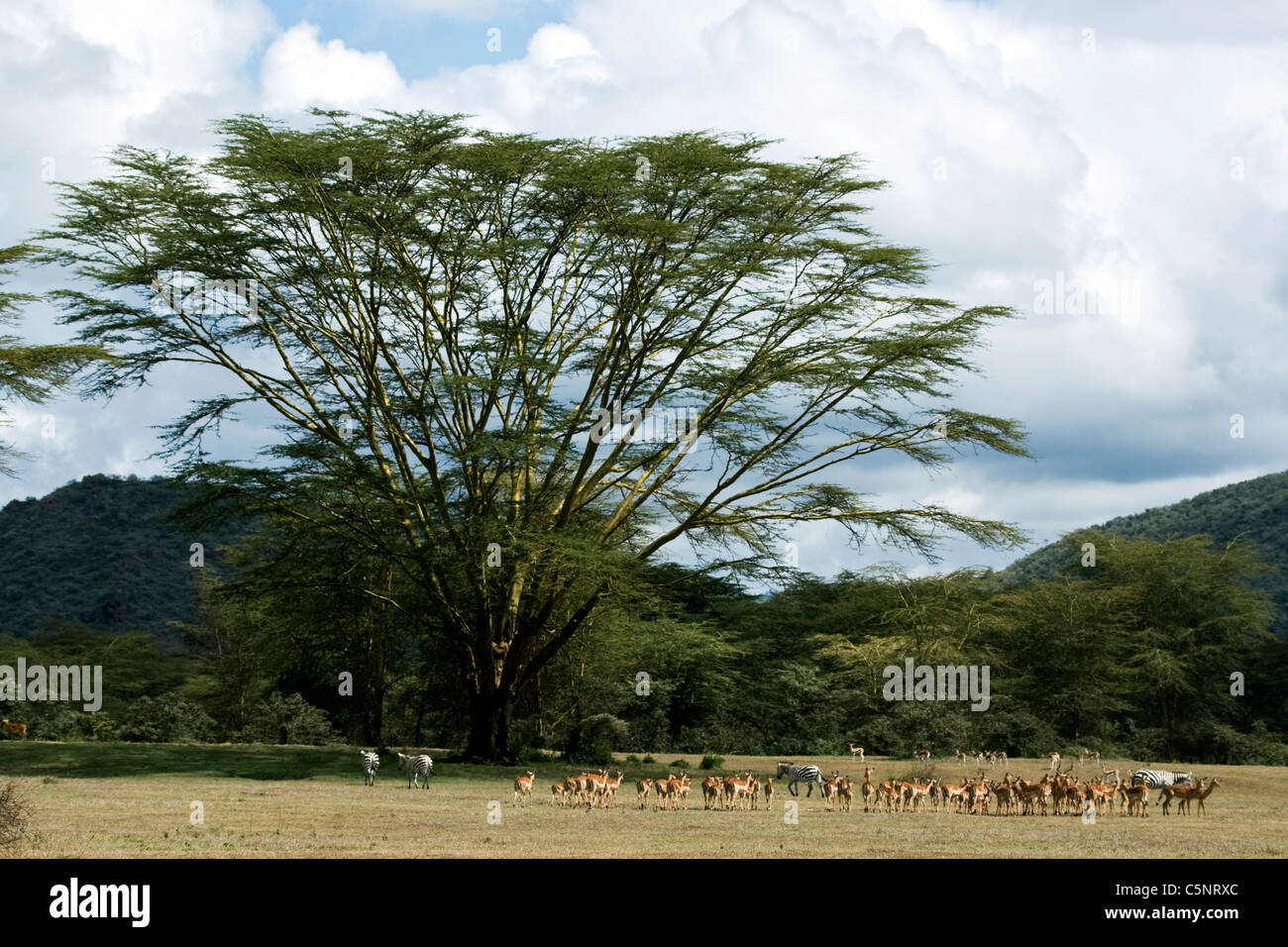 Kenya landscape with animals hi-res stock photography and images - Alamy
