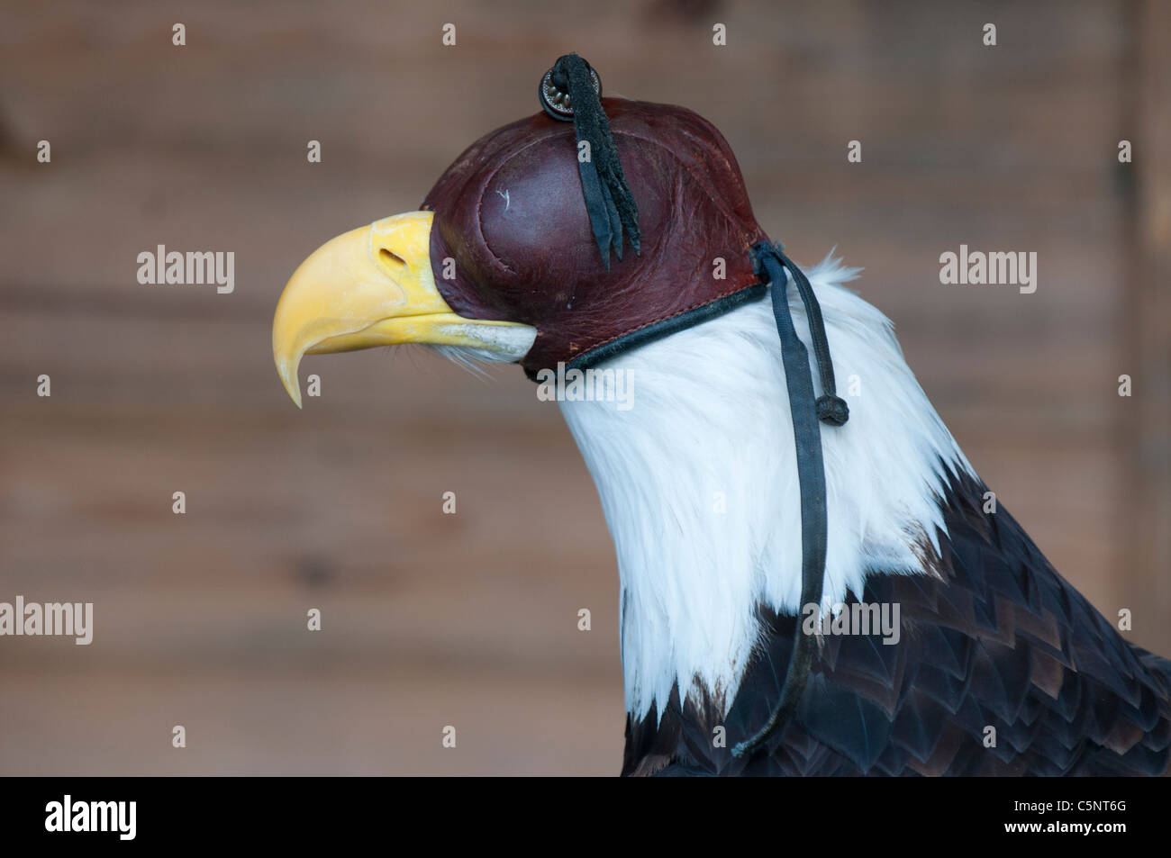 Bald eagle haliaeetus leucocephalus falconry hi-res stock photography ...