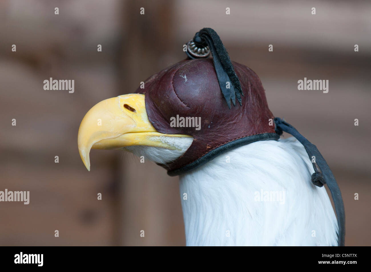 Bald eagle (Haliaeetus leucocephalus) wearing falconry hood Stock Photo ...