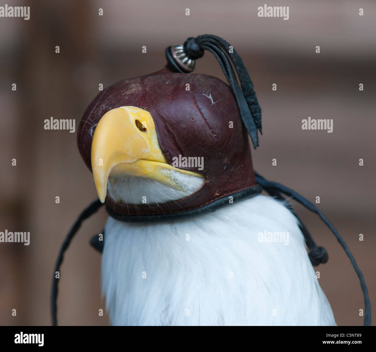 Bald Eagle Haliaeetus Leucocephalus Falconry High Resolution Stock ...