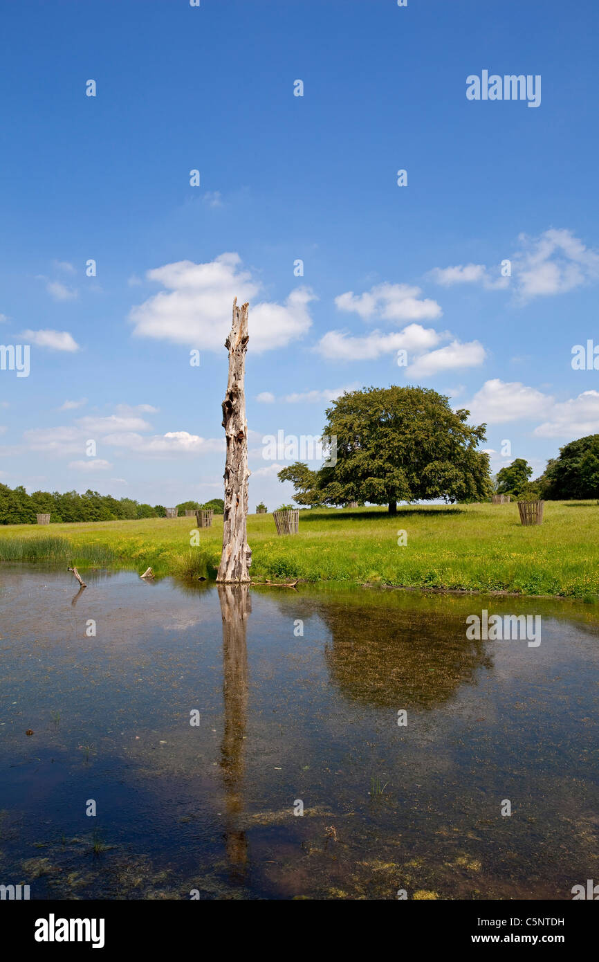 A landscape view with dead tree and pond Stock Photo - Alamy