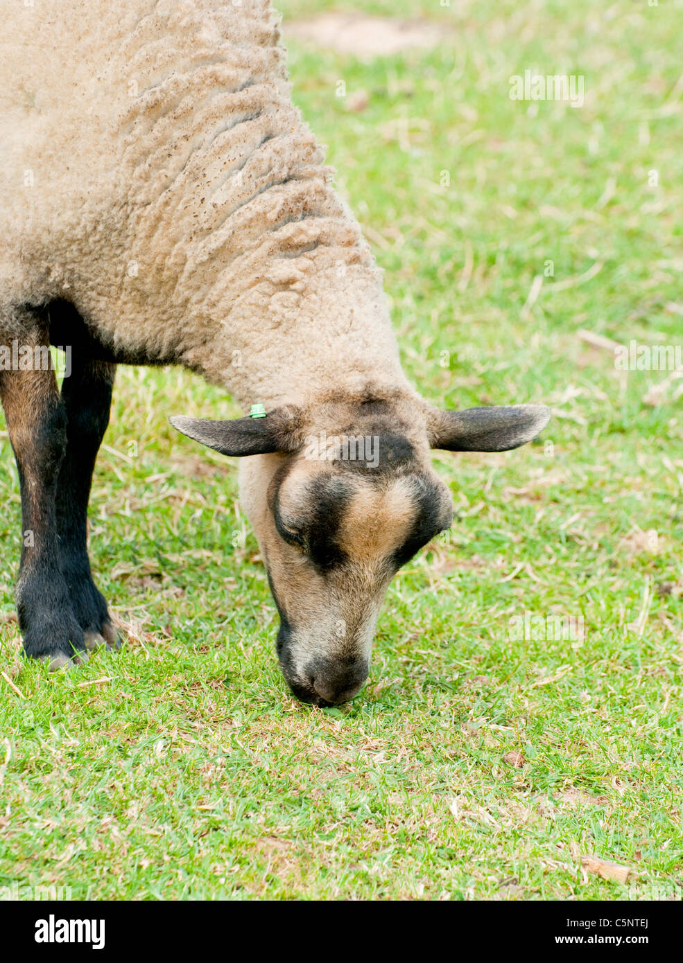 A sheep on the farm Stock Photo - Alamy