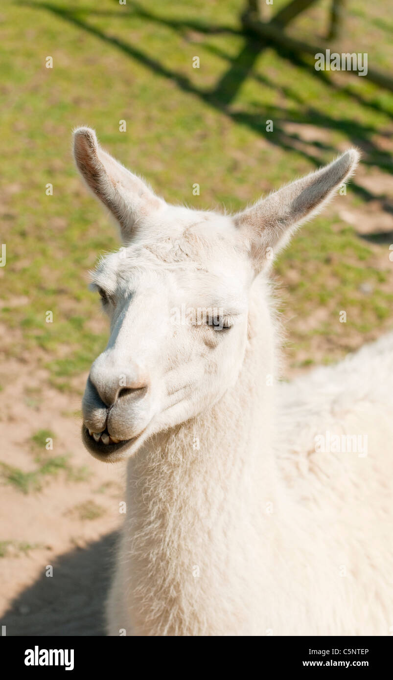 Smiling lama hi-res stock photography and images - Alamy