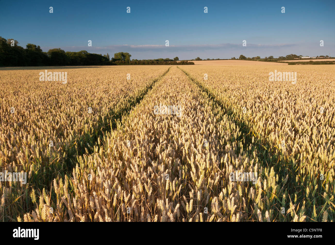Corn field uk hi-res stock photography and images - Alamy