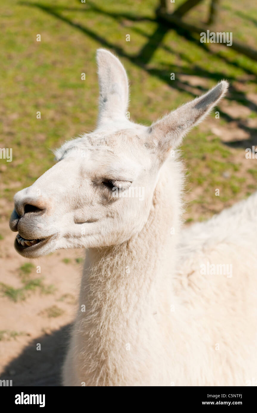 Lama farm peru hi-res stock photography and images - Alamy