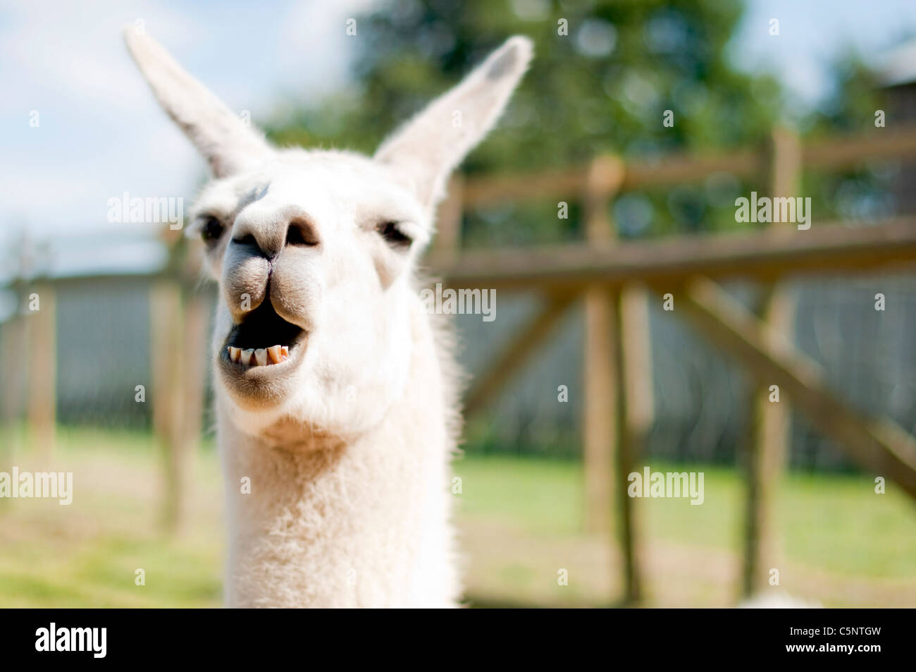 Llama Yawning Hi Res Stock Photography And Images Alamy