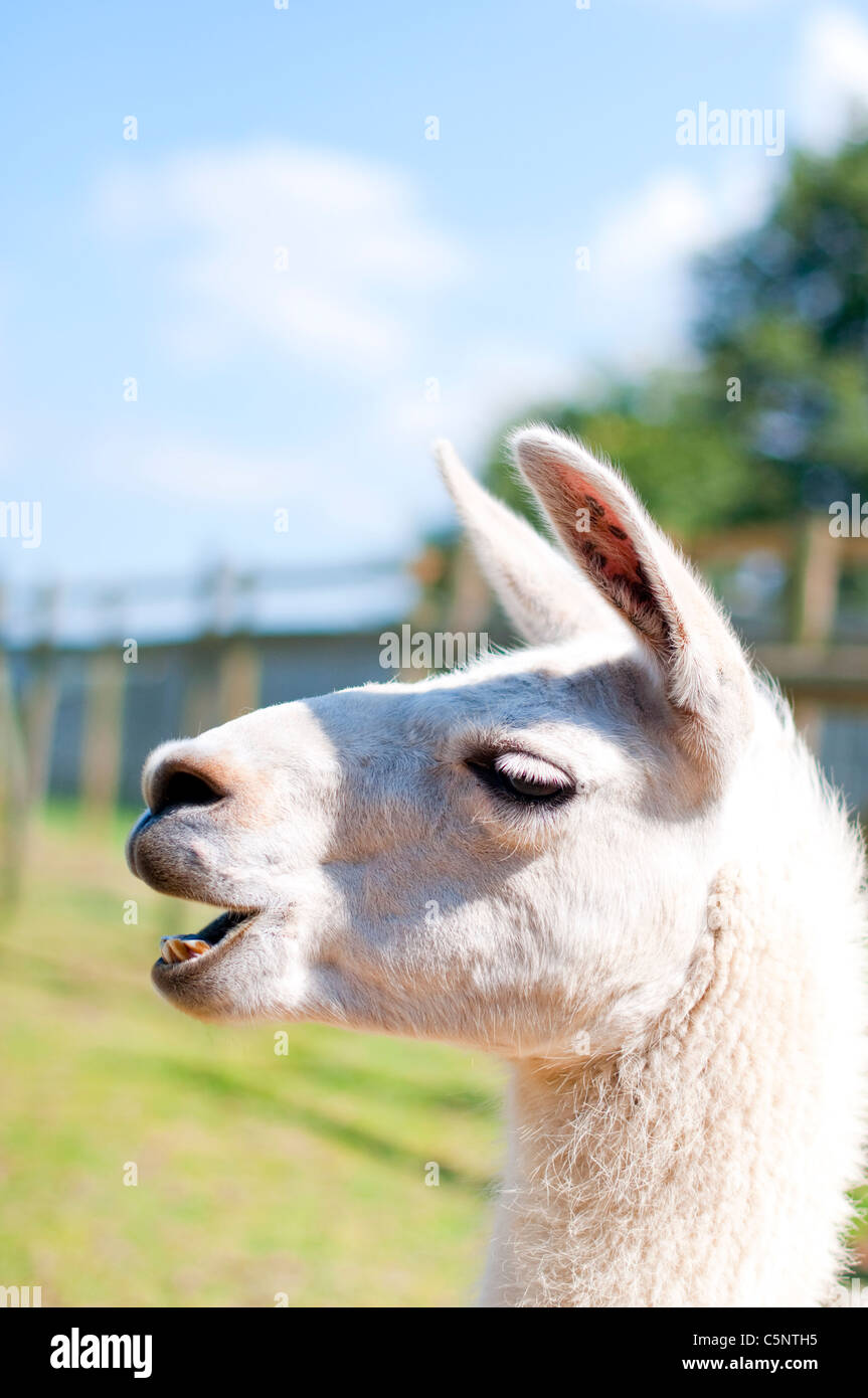 White lama hi-res stock photography and images - Alamy