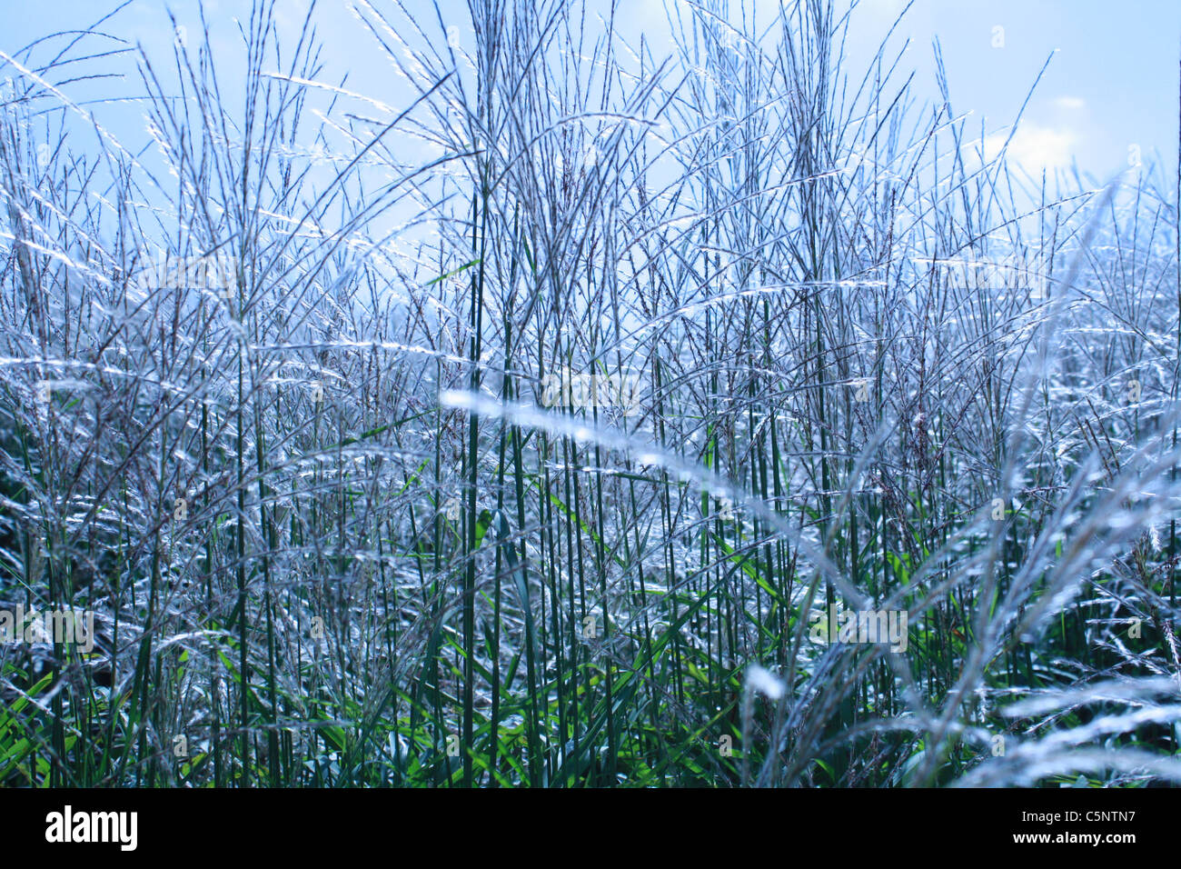 Tall silver grass sparkling in the sunlight Stock Photo - Alamy