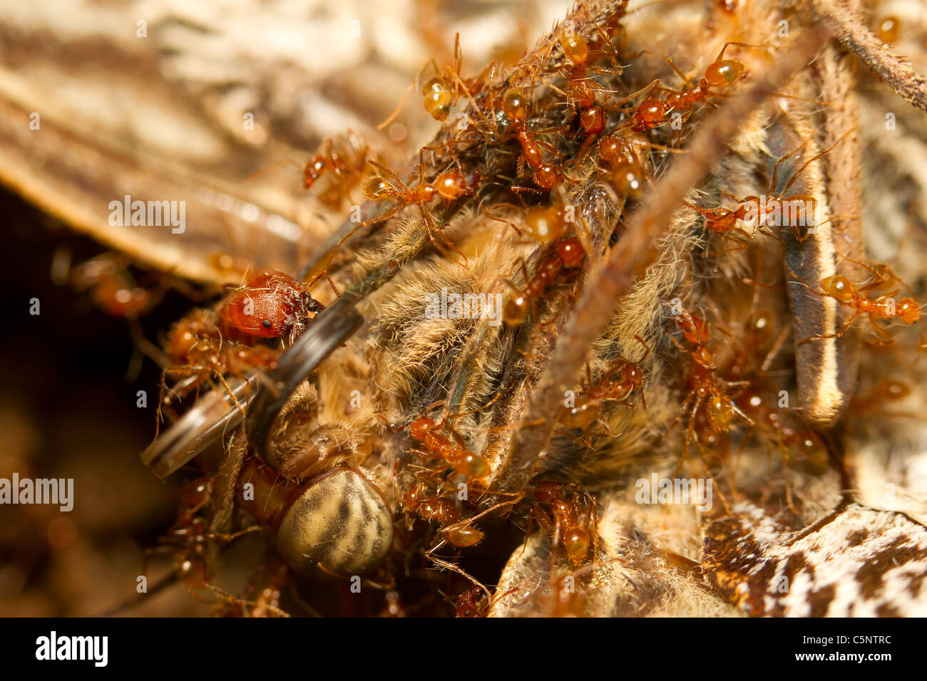 Group Of Red Ants Devouring The Carcass Of An Owl Butterfly 3X Life ...