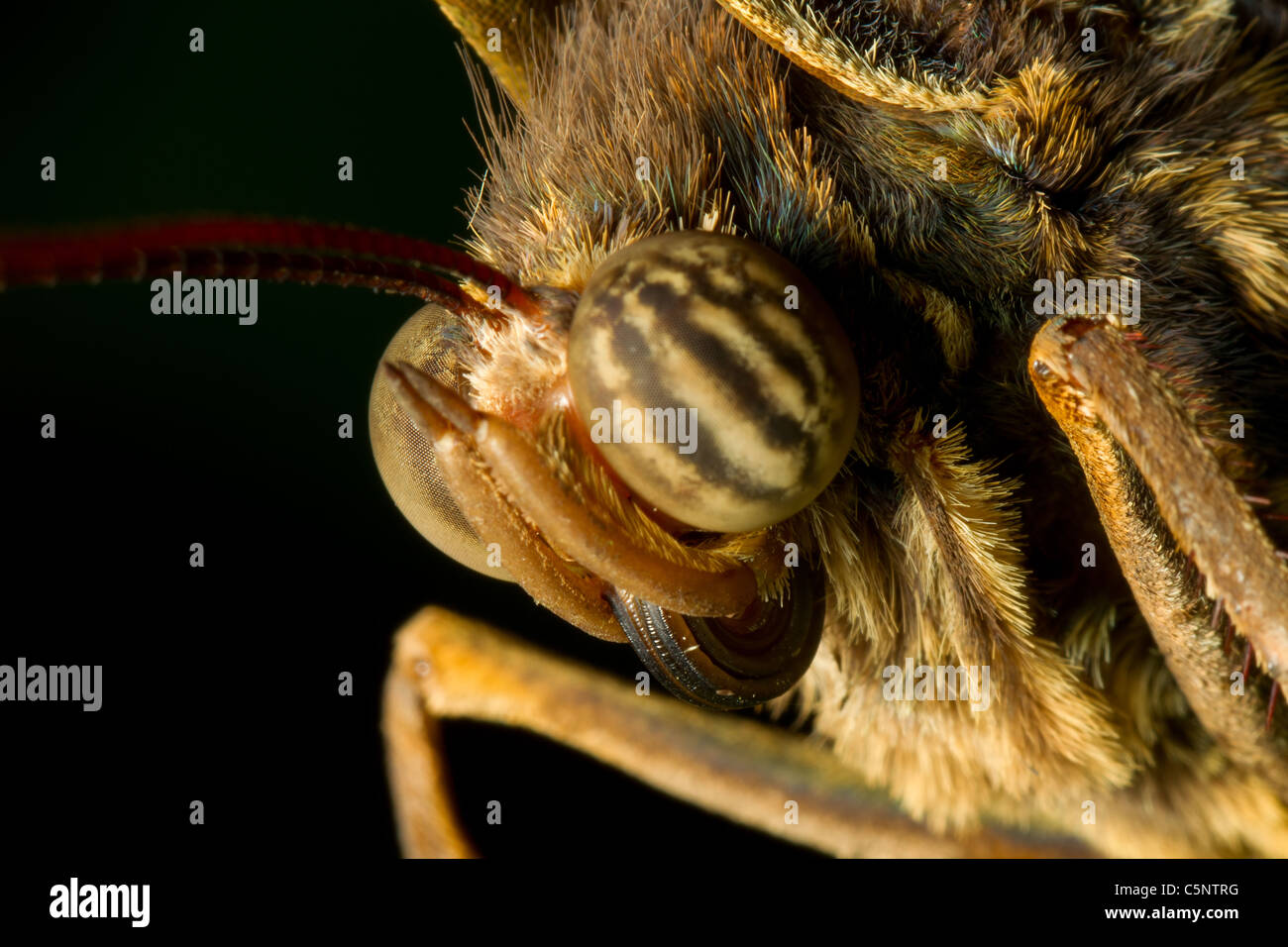 Caligo Eurilochus Face Close Up 3 1 Life Size Macro Stock Photo - Alamy