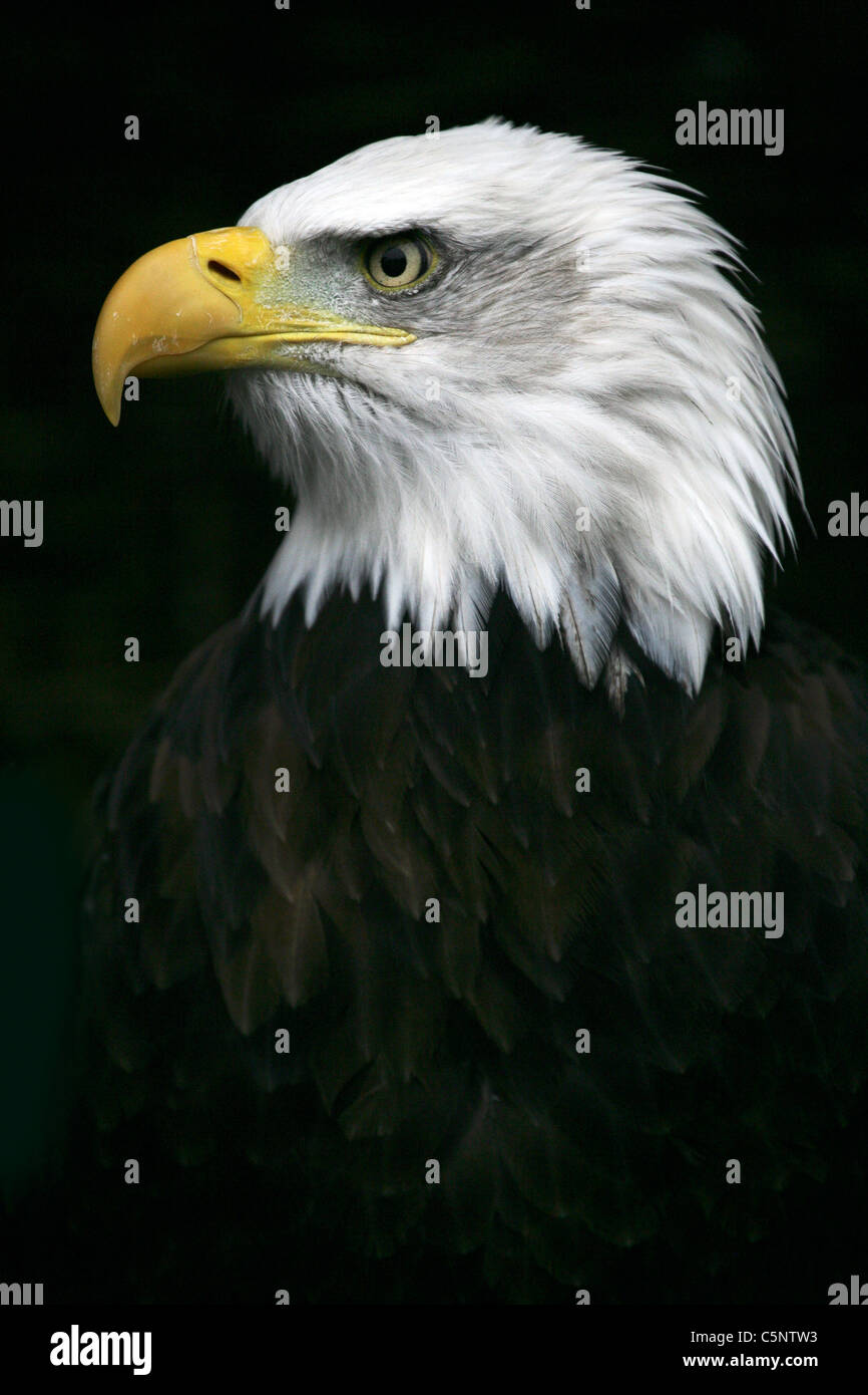 Portrait of a majestic Bald Eagle (Haliaeetus leucocephalus Stock Photo - Alamy