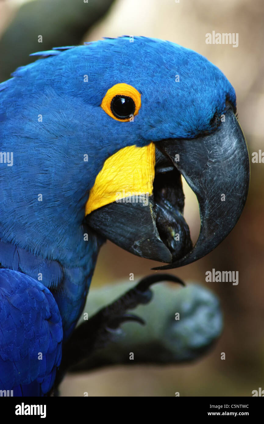 Hyacinth macaw closeup hi-res stock photography and images - Alamy