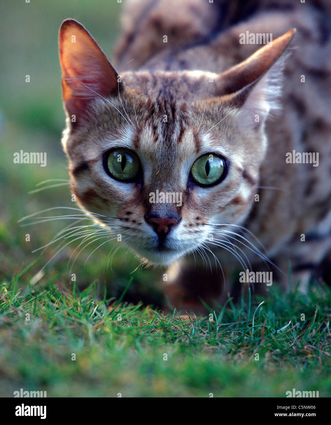 Bengal Cat hunting Stock Photo - Alamy