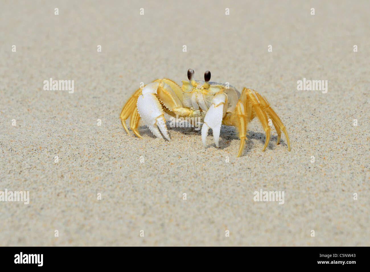 Atlantic ghost crab hi-res stock photography and images - Alamy