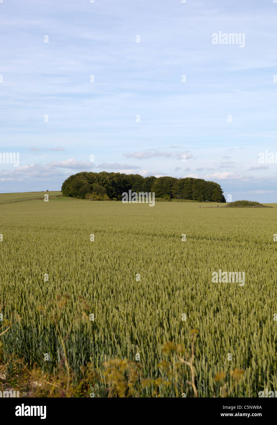 Roundway hill and down hi-res stock photography and images - Alamy