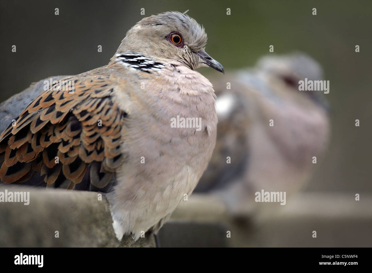 Pair of Turtle Doves of park bench Stock Photo - Alamy