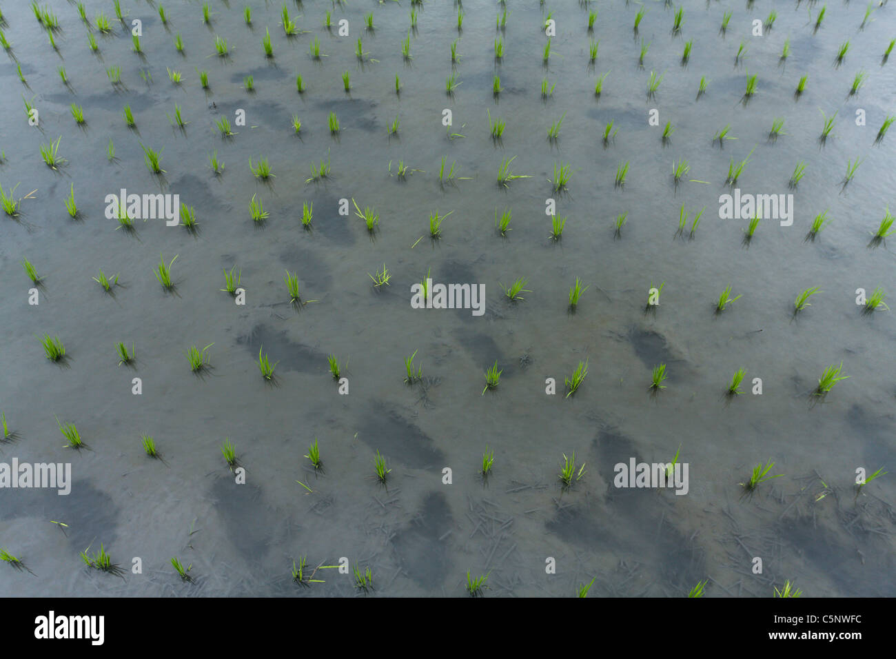 Transplanted rice seedlings field hi-res stock photography and images ...