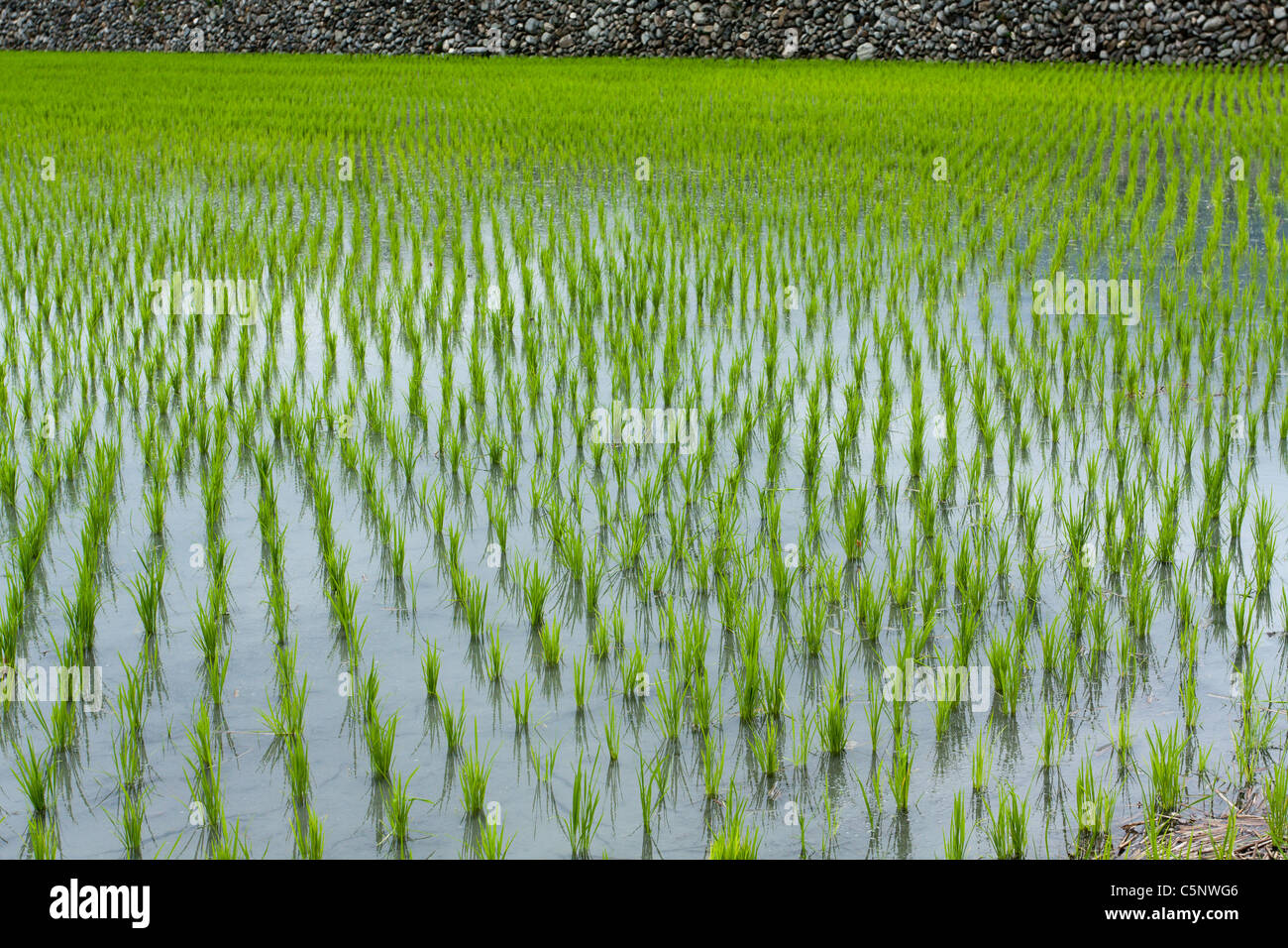 Transplanted rice seedlings field hi-res stock photography and images ...