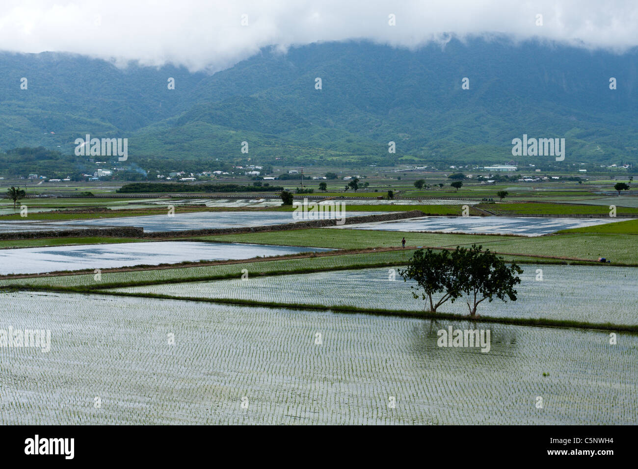 Trees in paddy fields. Trees stand out amidst rice fields bordered by ...