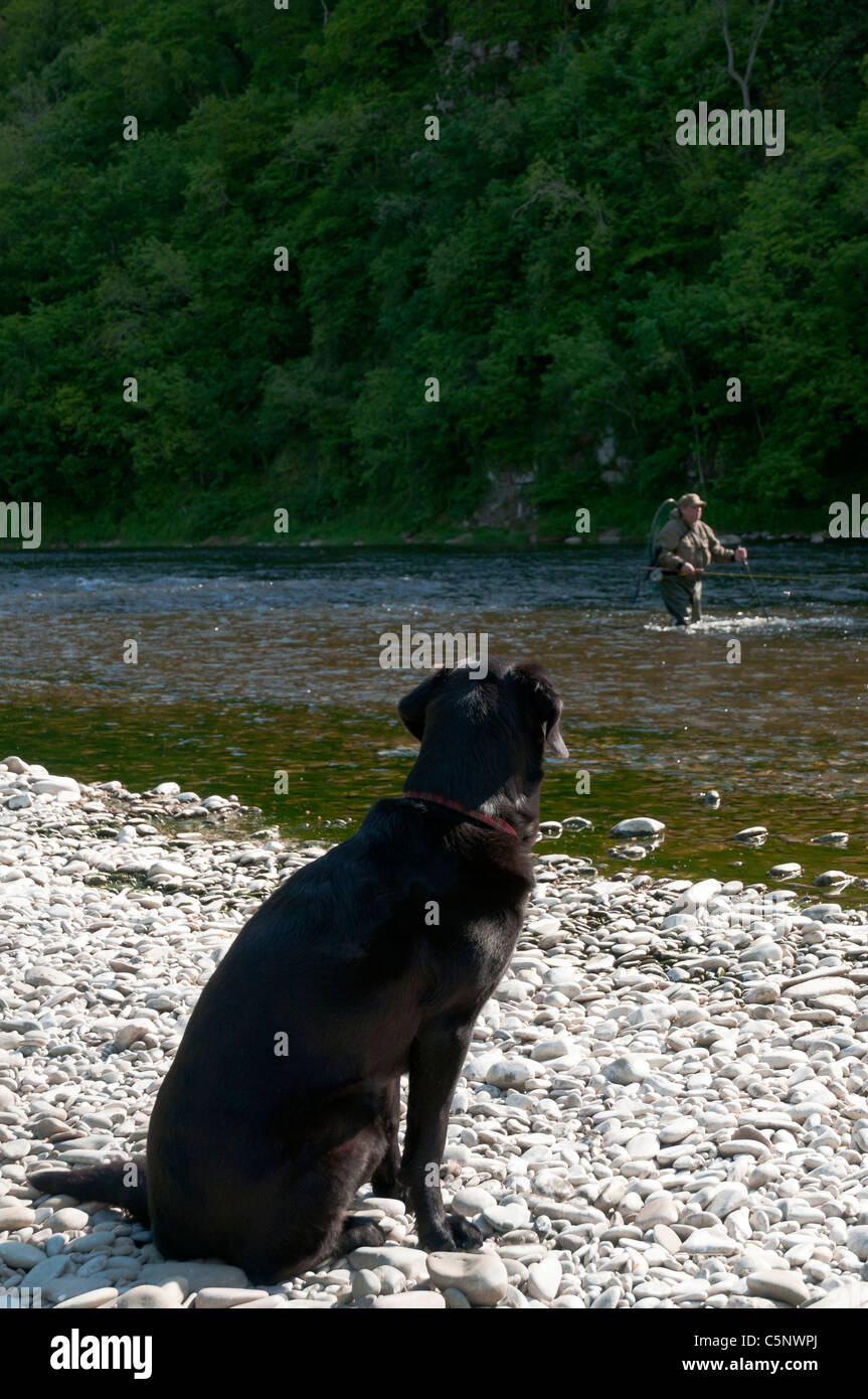 Black Labrador Retriever dog watching his owner fly fishing on River ...