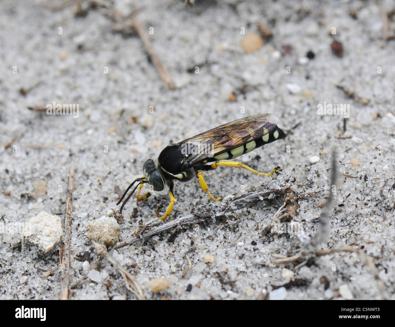 Sand Wasp Digger Stock Photo - Alamy