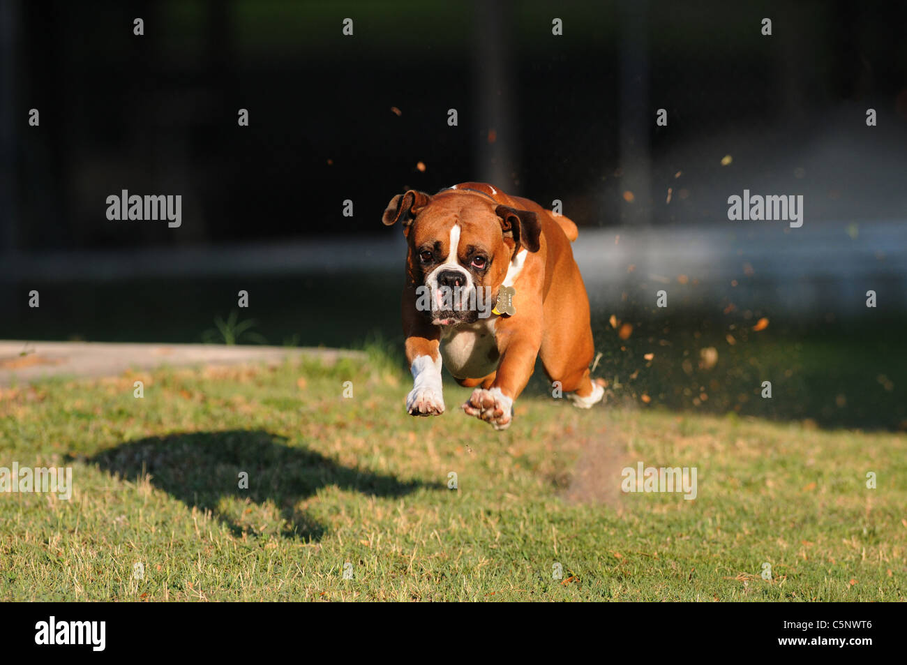 Boxer Dog Jumping Stock Photos & Boxer Dog Jumping Stock Images - Alamy