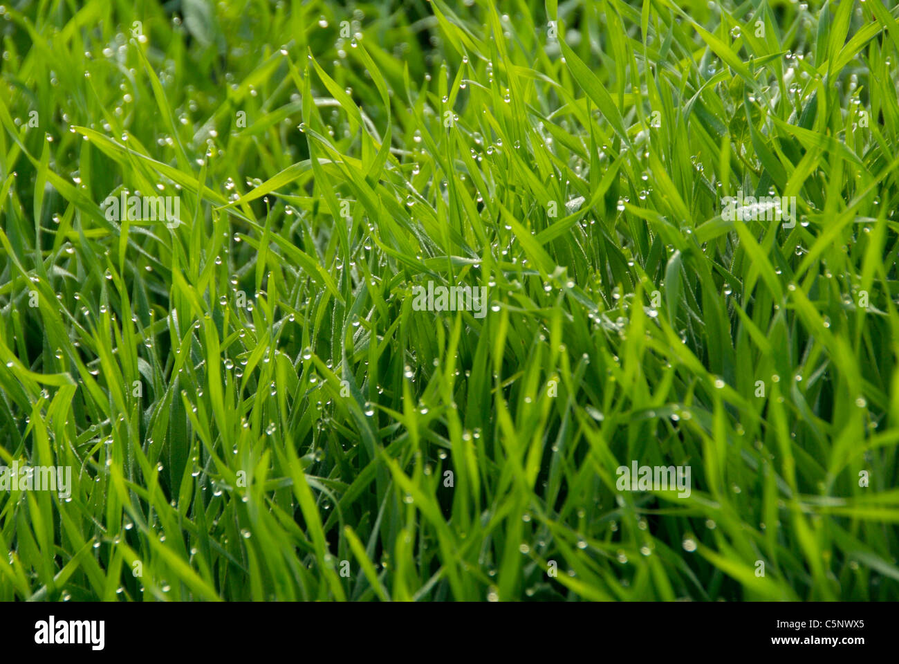 Water droplets on tips of wild grass in early fall, Colorado US Stock ...