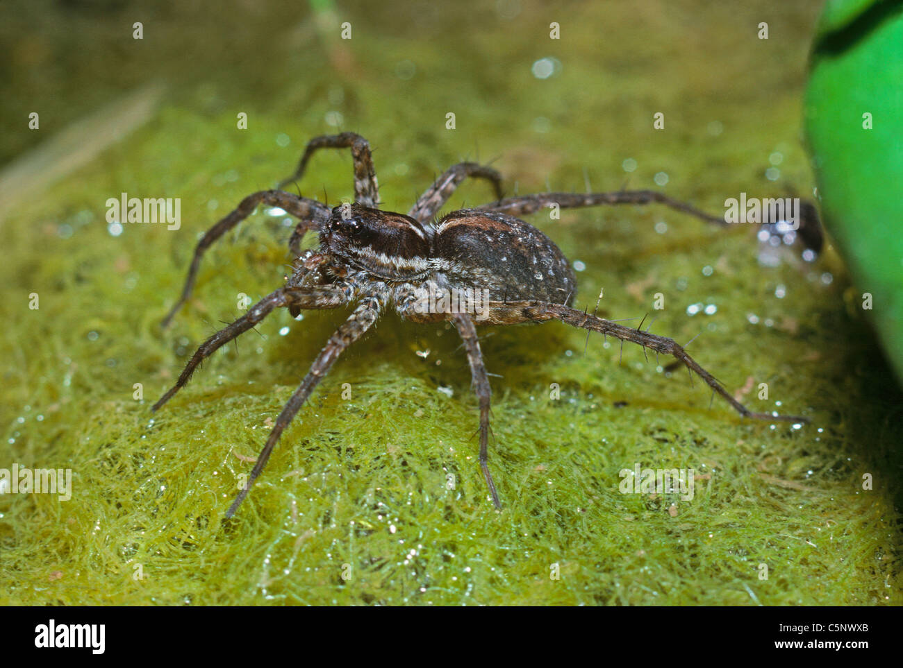 North american fishing spiders hi-res stock photography and images - Alamy