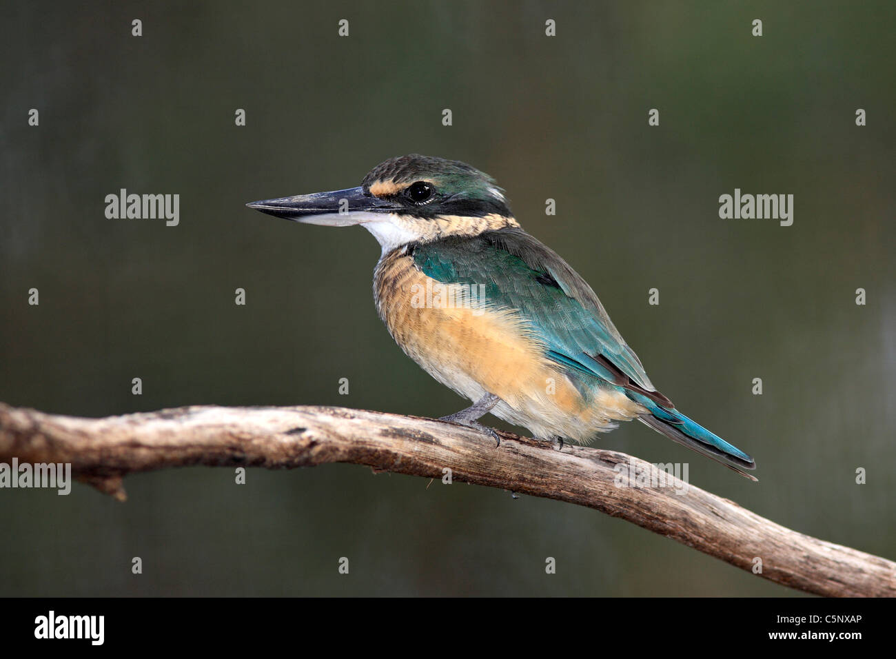Halcyon sancta bird australian hi-res stock photography and images - Alamy