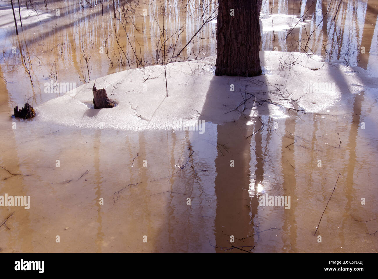 early spring melt-water in the forest and reflections Stock Photo - Alamy