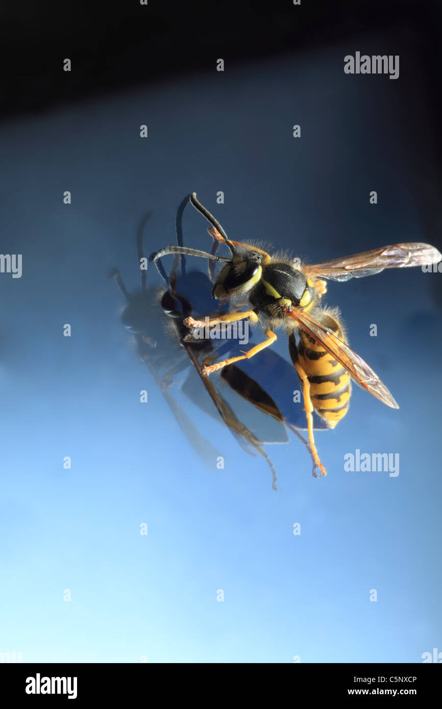 Wasp with reflection, image on blue background Stock Photo - Alamy