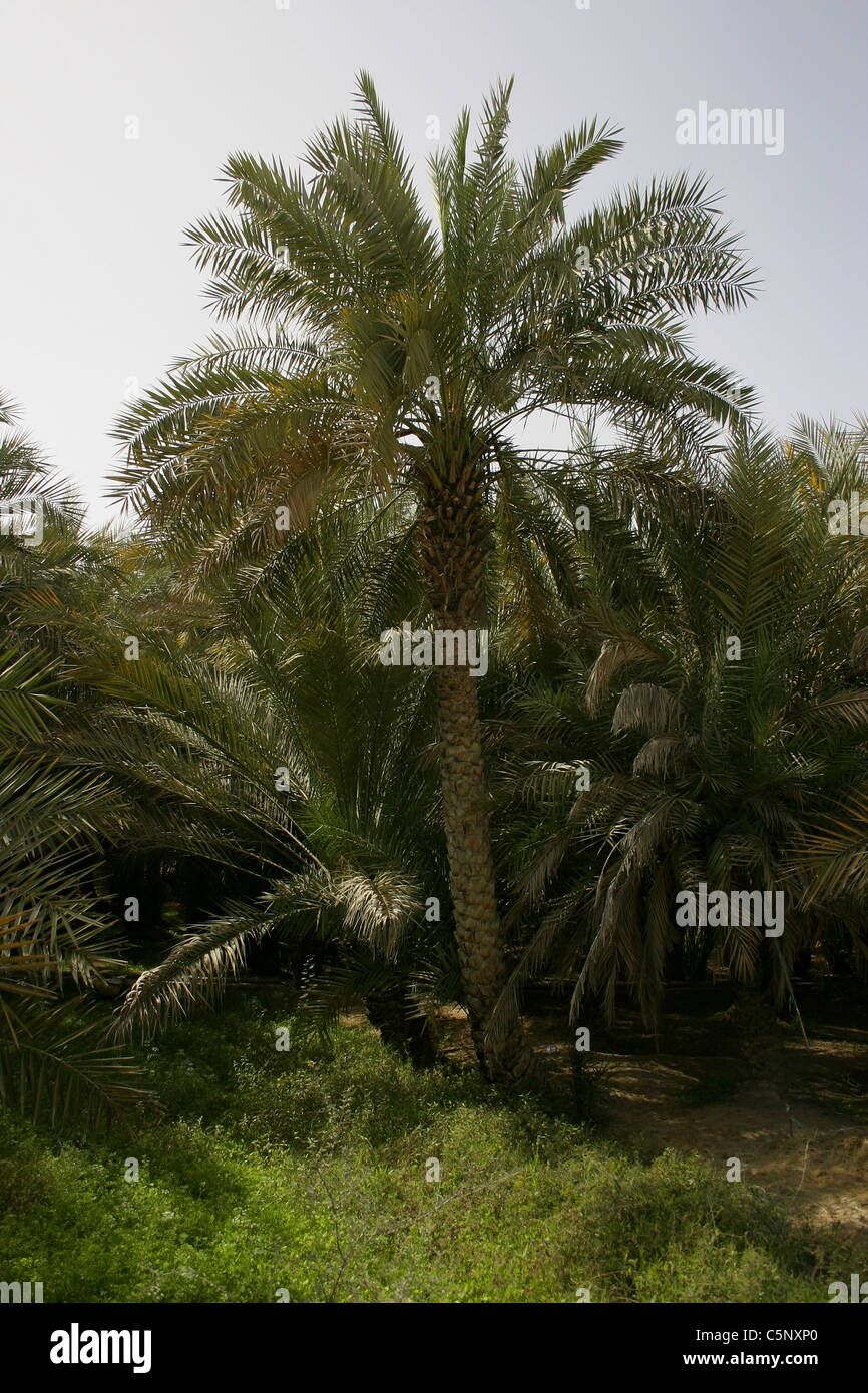 Buraimi hi-res stock photography and images - Alamy