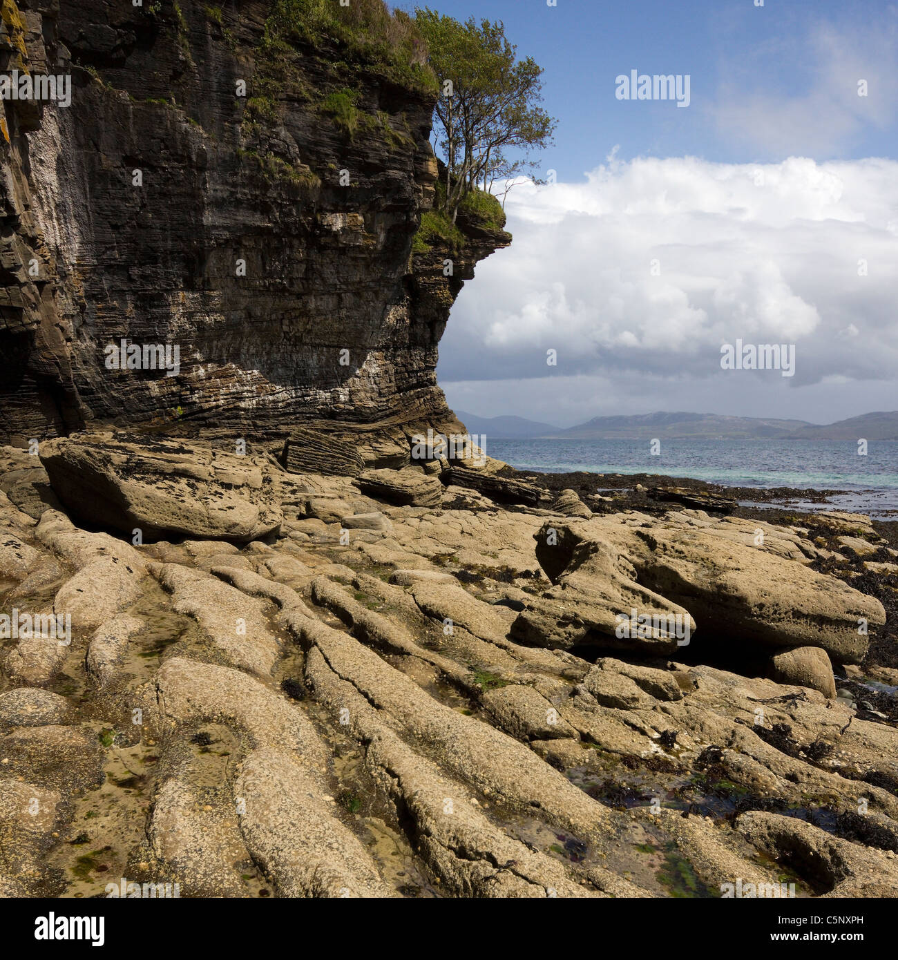Overhanging trees on eroded rocky sea cliffs on the shores of Loch ...
