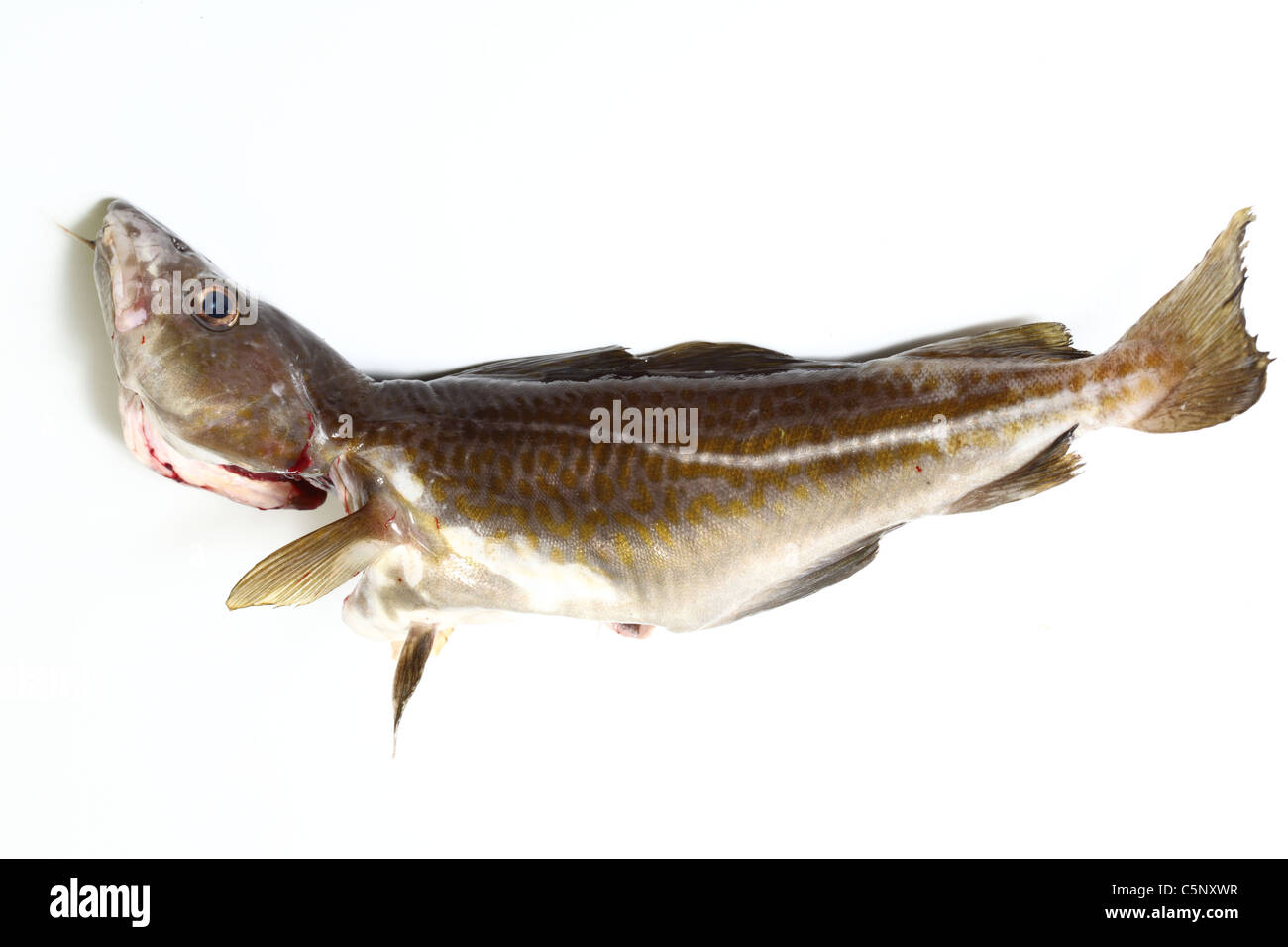 Raw cod fish on white background Stock Photo - Alamy