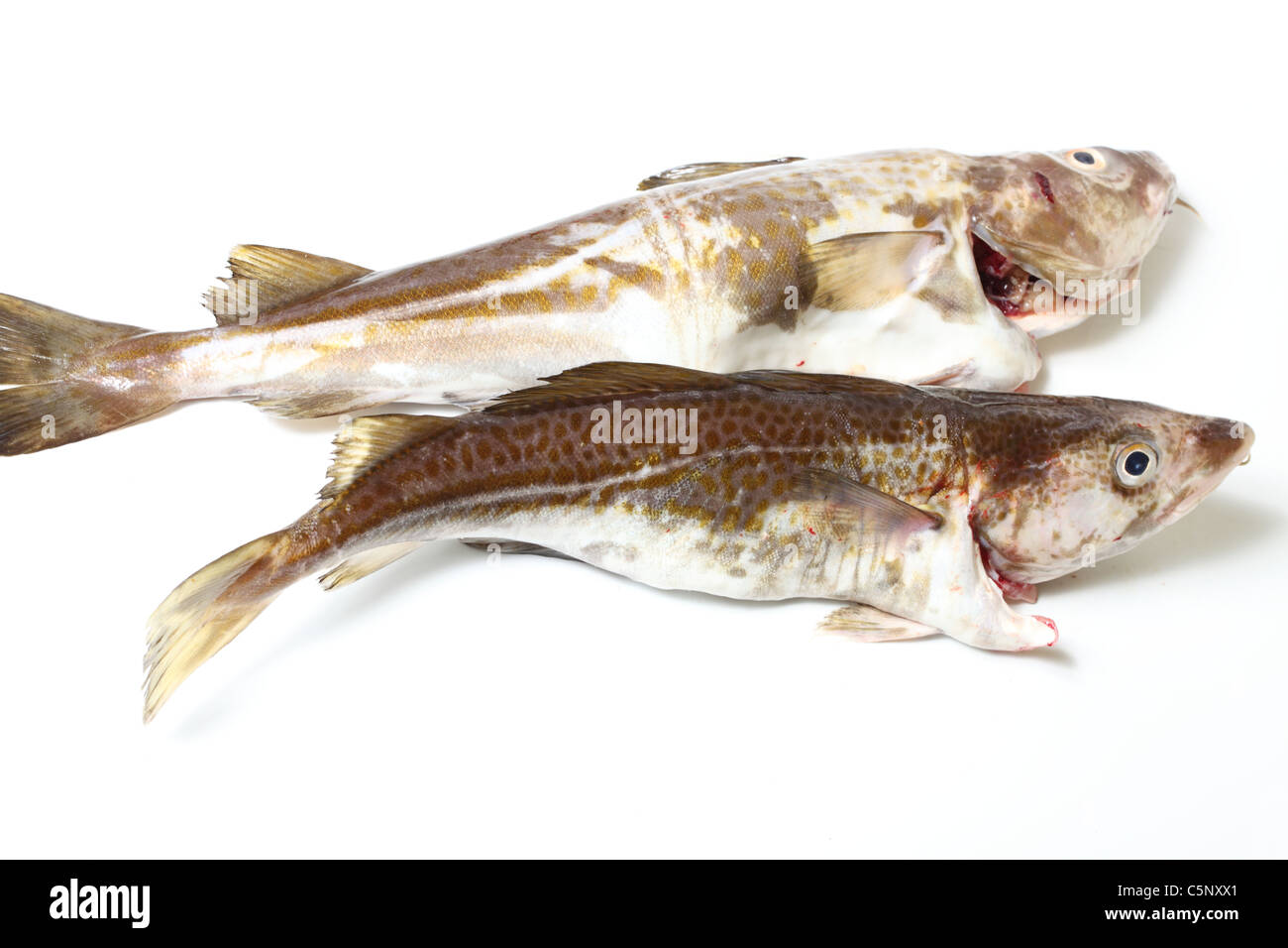 Raw cod fish on white background Stock Photo - Alamy