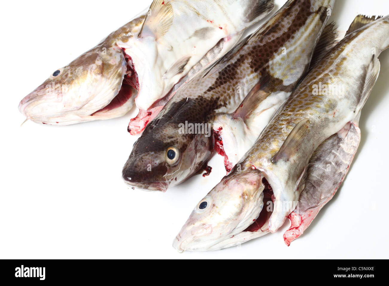 Raw cod fish on white background Stock Photo - Alamy
