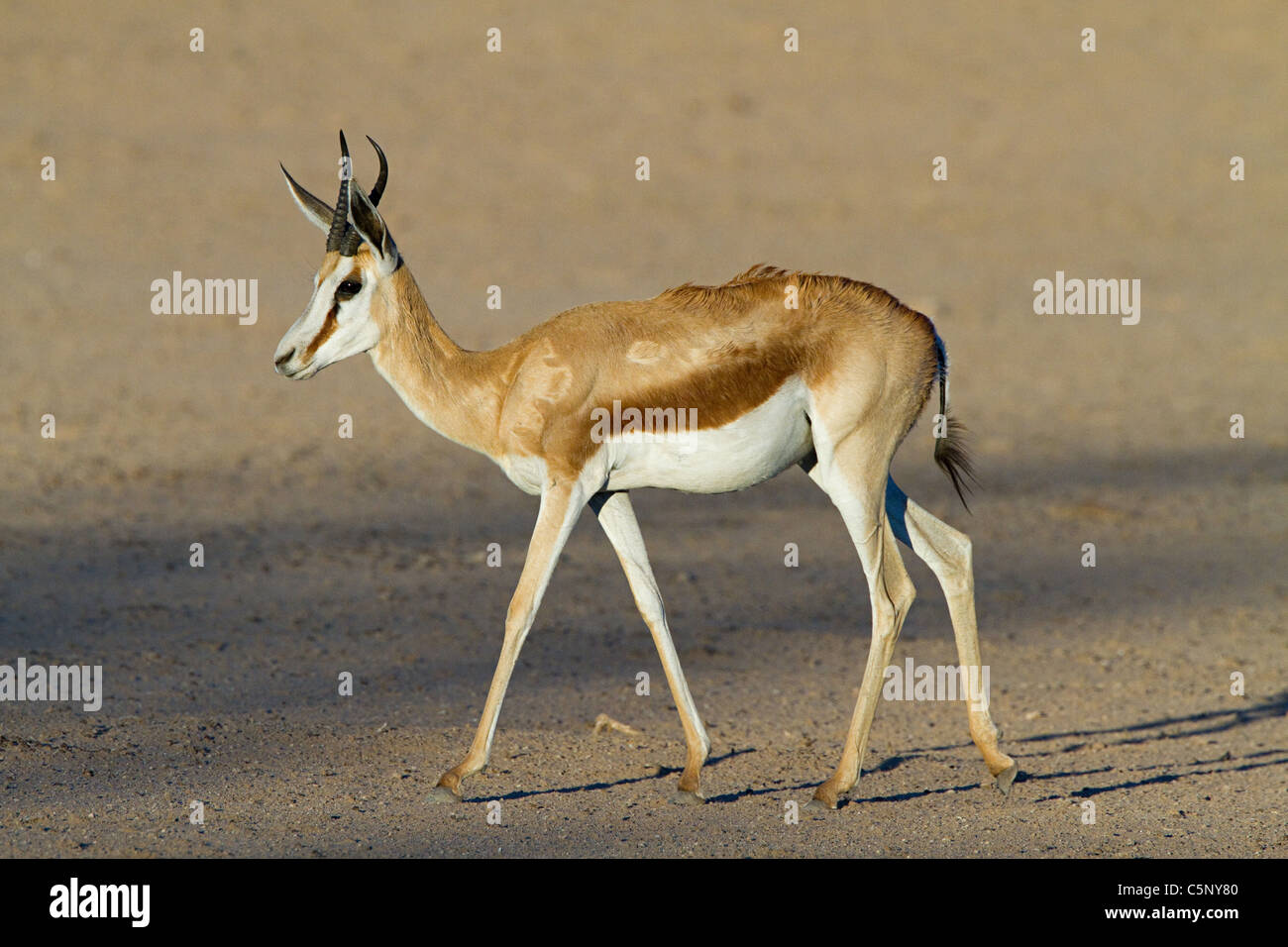 Springbok in desert Stock Photo - Alamy