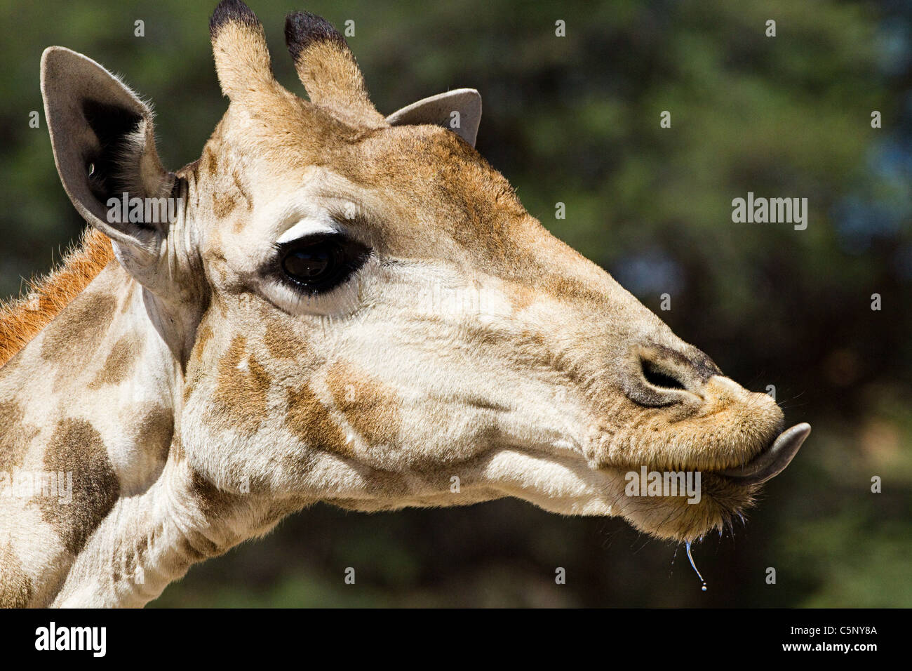 Giraffe, close up Stock Photo - Alamy