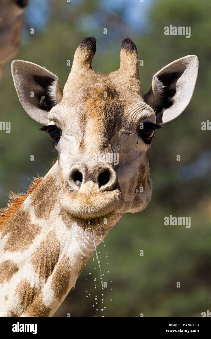 Giraffe saliva hi-res stock photography and images - Alamy