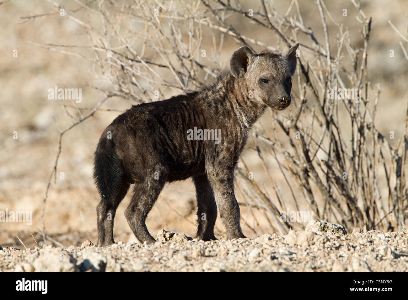 Hyena pattern hi-res stock photography and images - Alamy