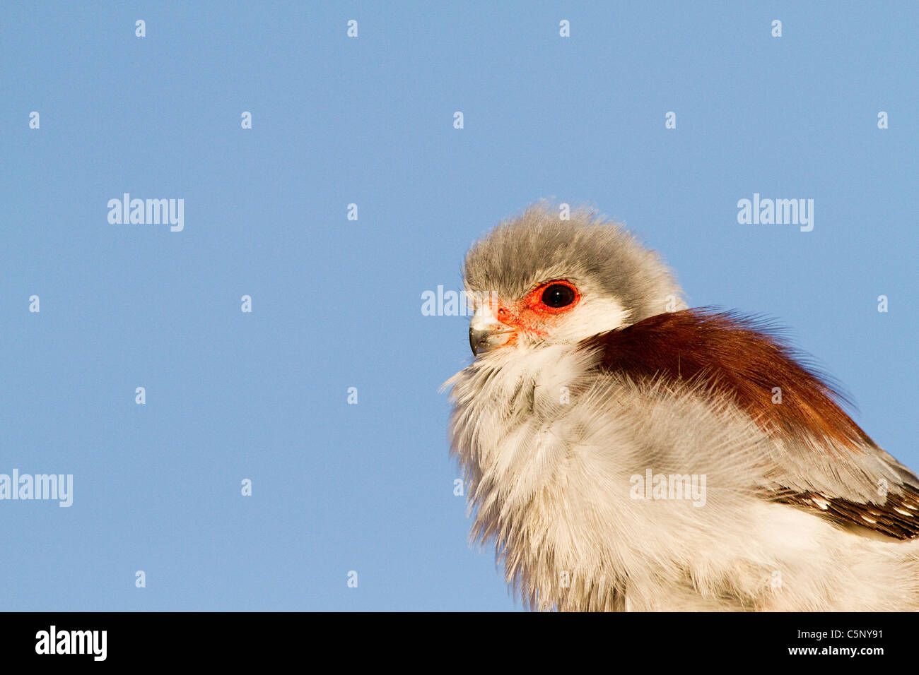 Pygmy falcon, portrait Stock Photo - Alamy