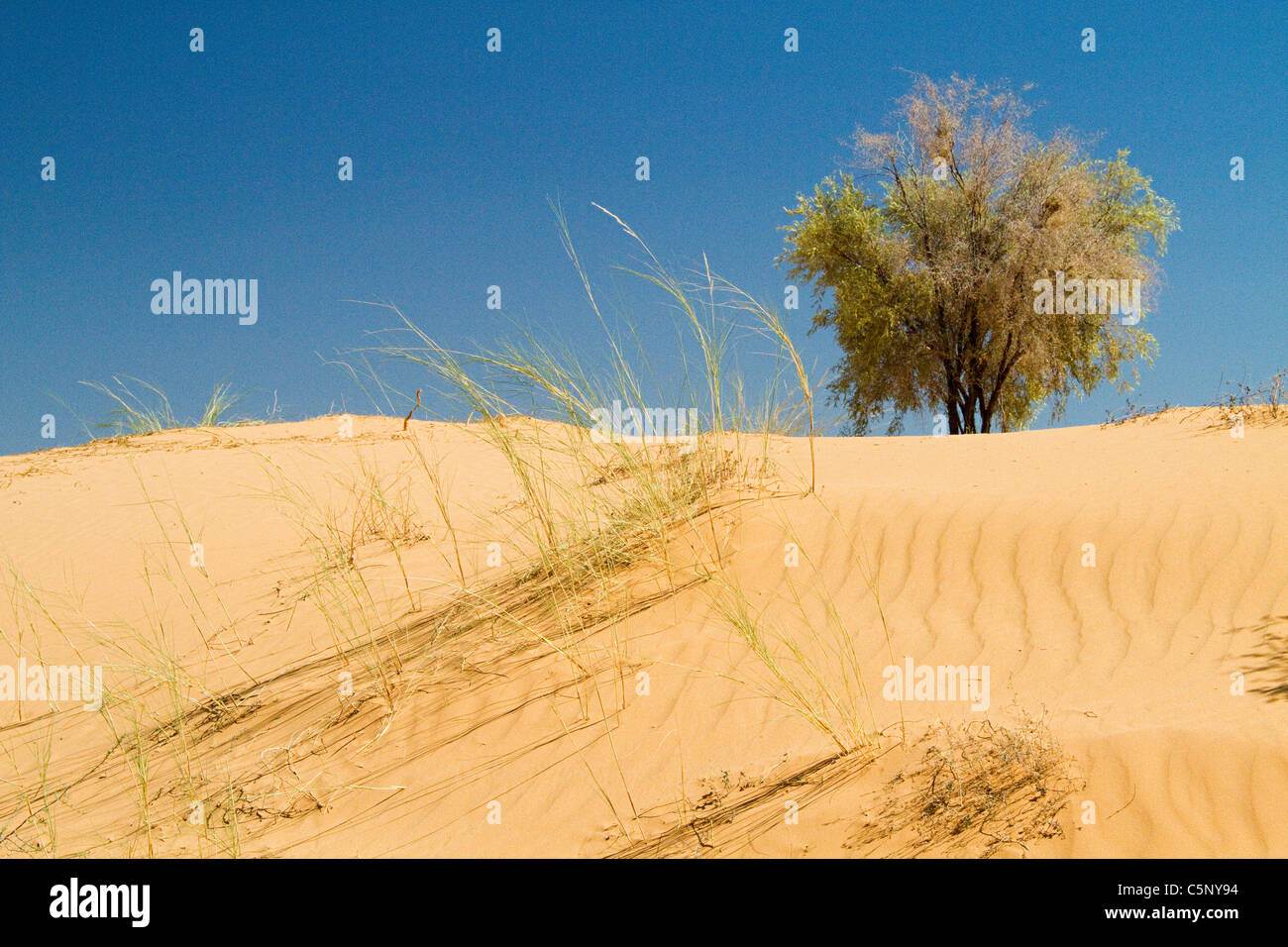 Sand dunes, Kalahari Desert, Southern Africa, Africa Stock Photo - Alamy
