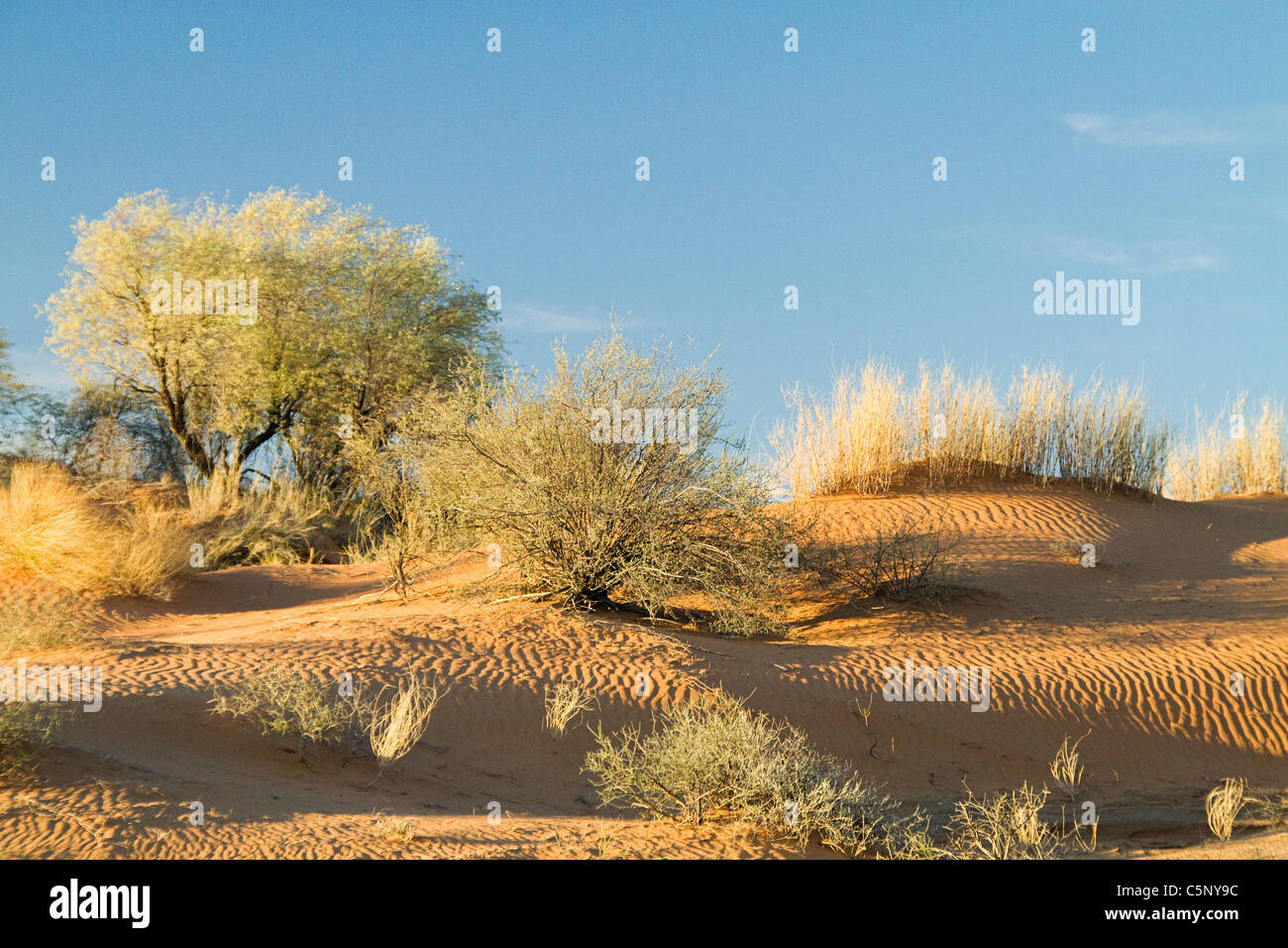 Sand dunes, Kalahari Desert, Southern Africa, Africa Stock Photo - Alamy