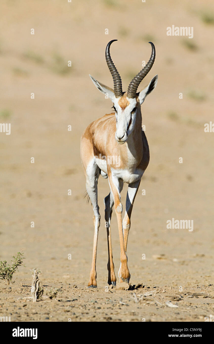 Springbok in desert Stock Photo - Alamy