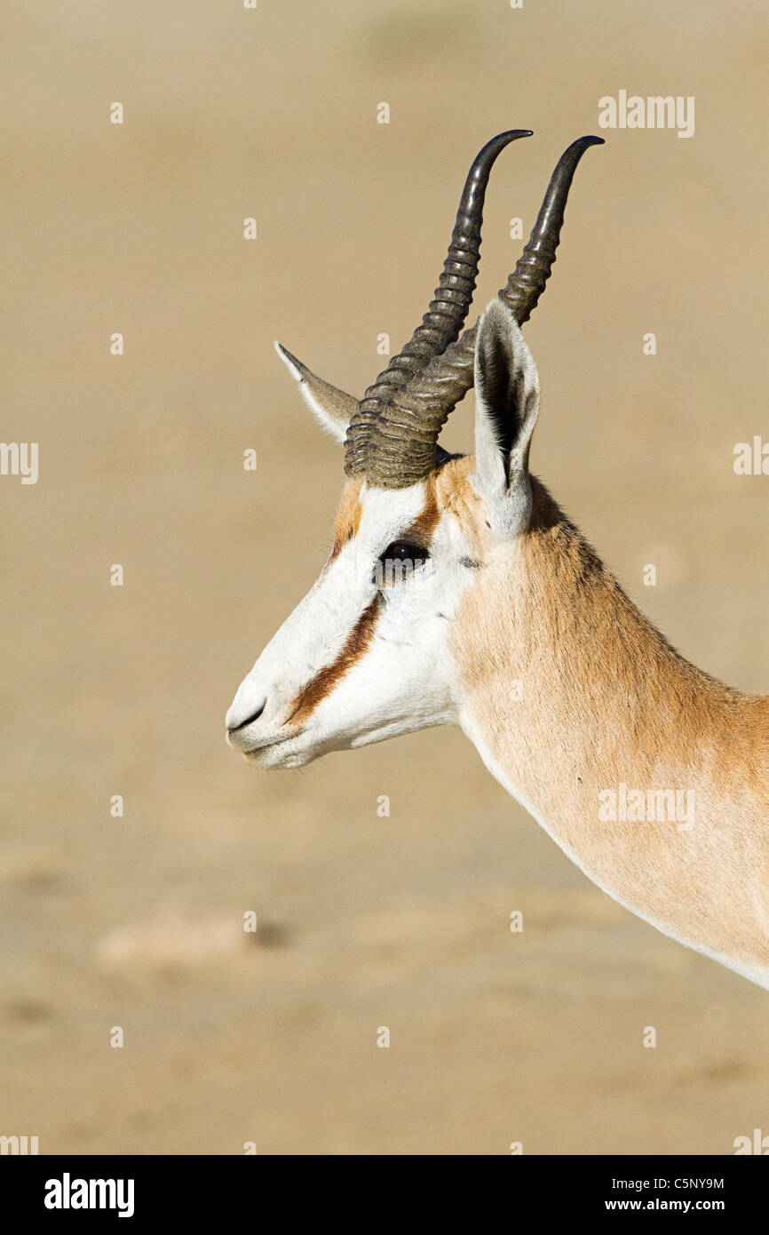 Springbok head hi-res stock photography and images - Alamy