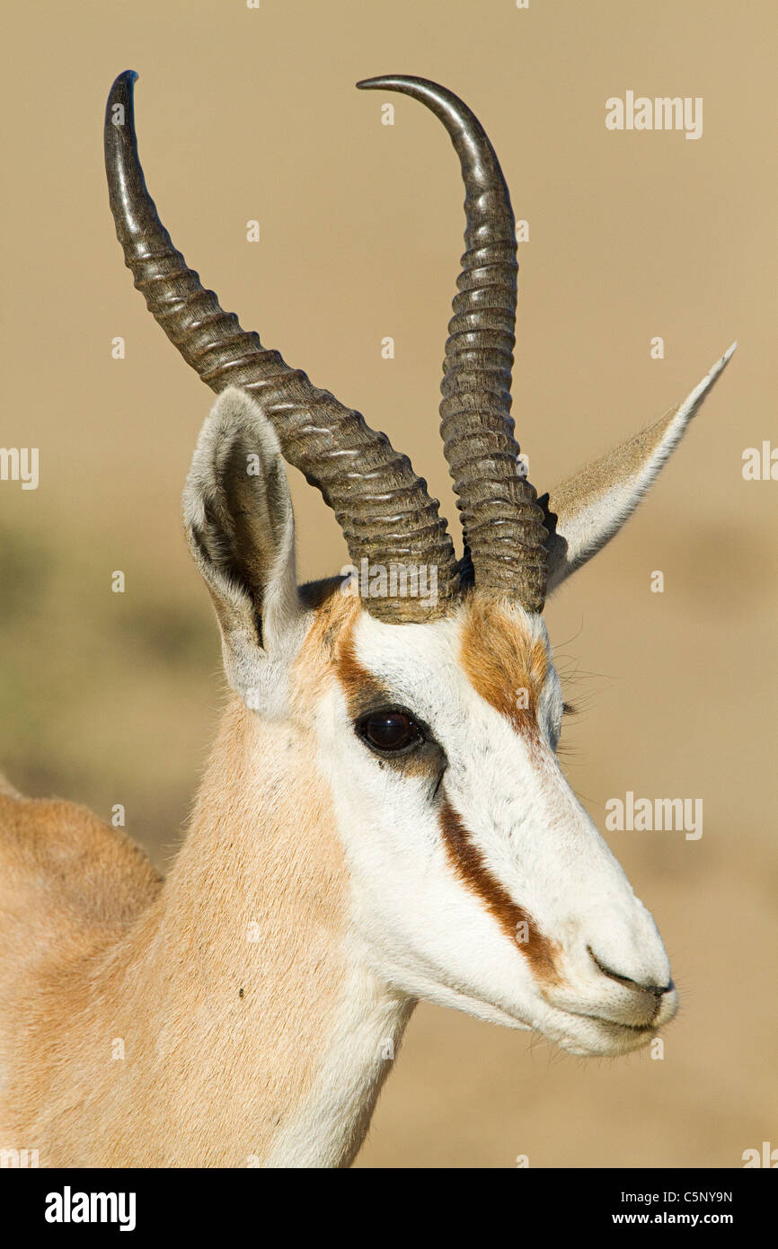 Springbok Head